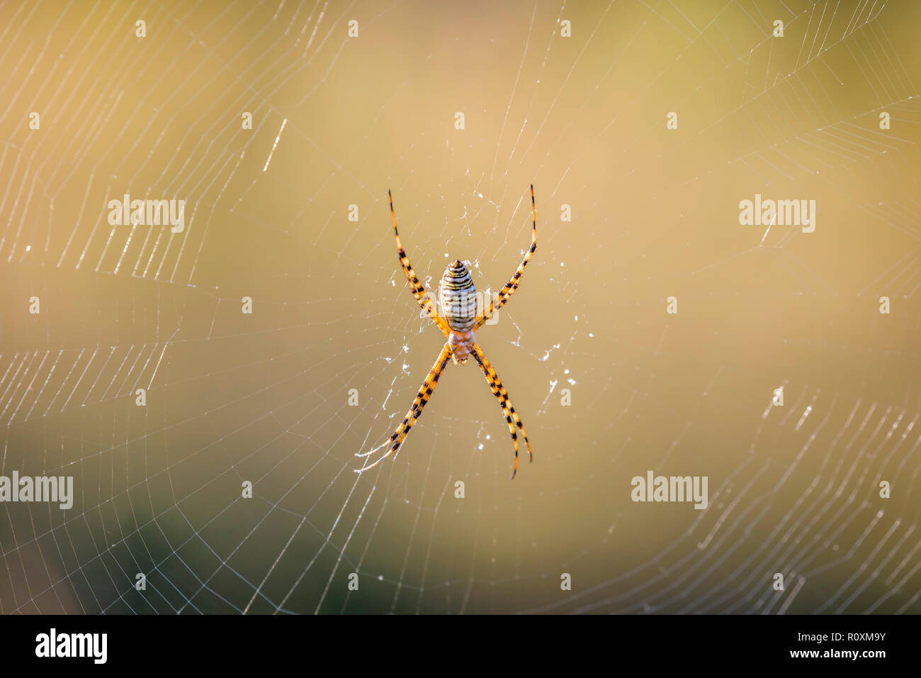 Close up of Spider Web Stock Photo - Alamy