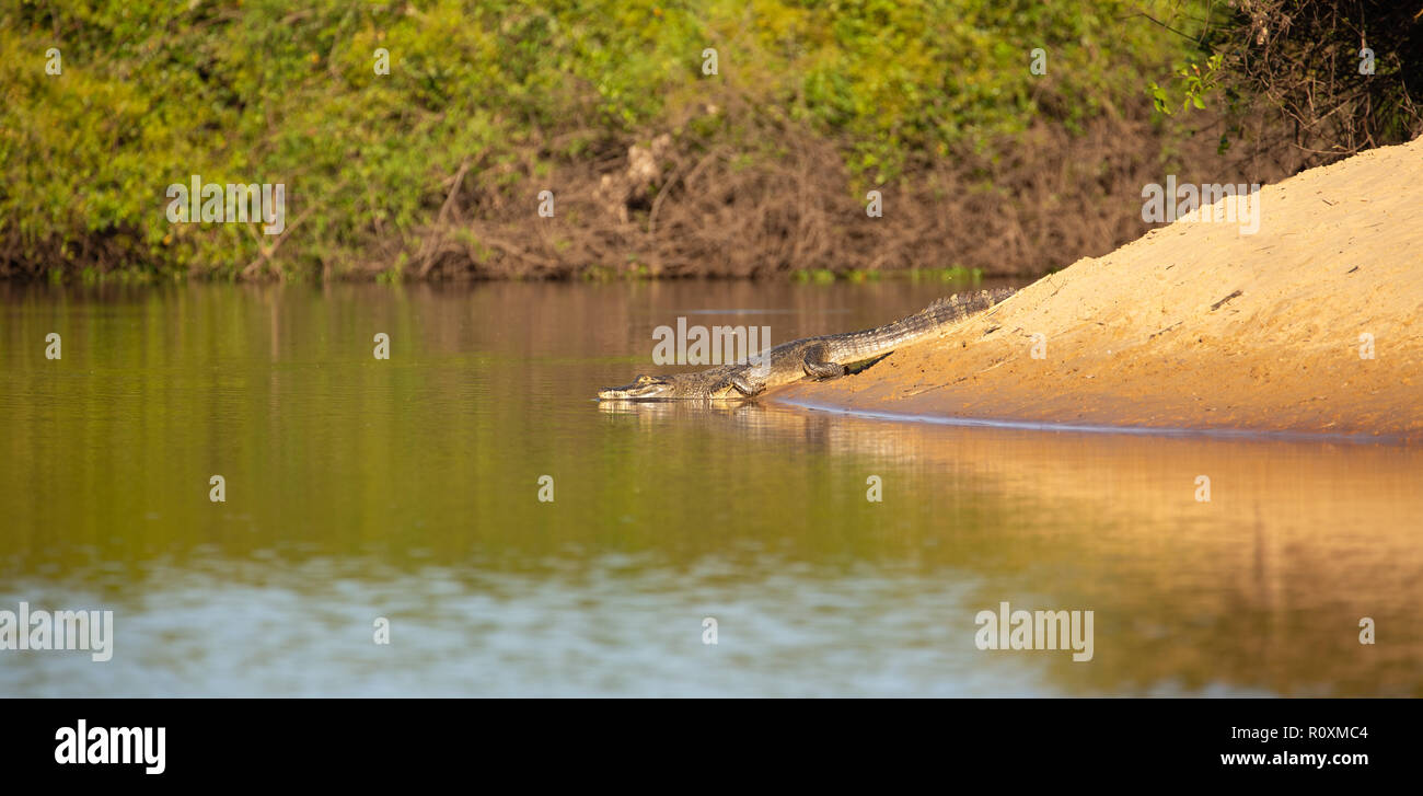 caiman basking on the river bank in the sun Stock Photo - Alamy