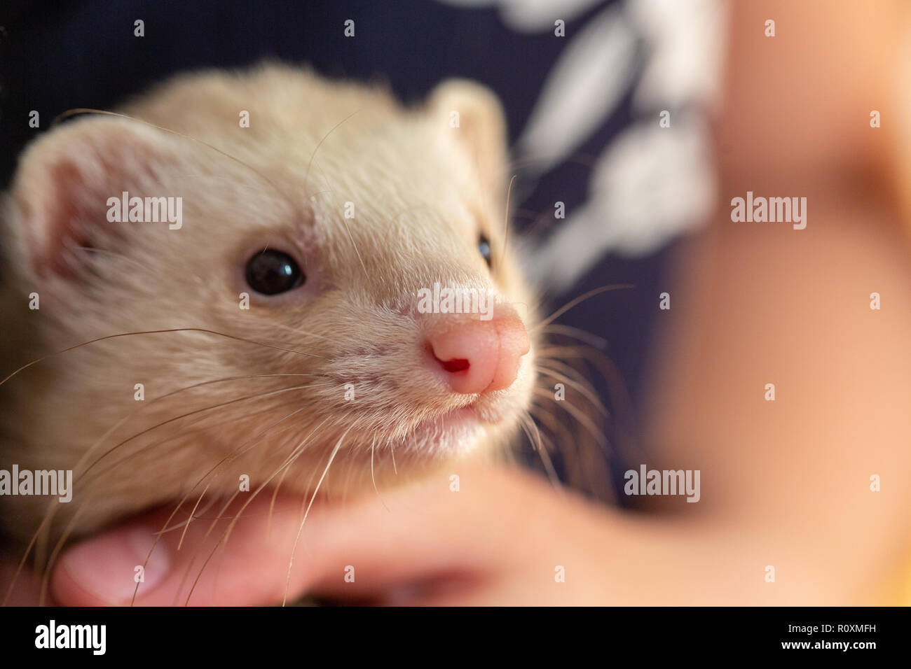 Owner holding ferret Stock Photo - Alamy
