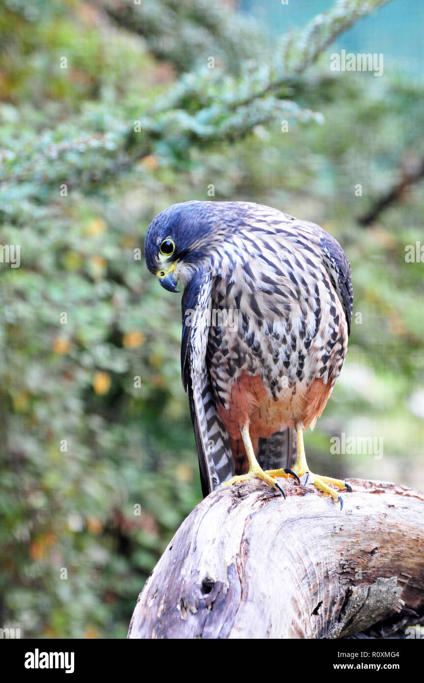 Harrier hawk new zealand hi-res stock photography and images - Alamy
