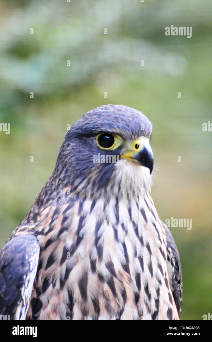 Harrier hawk new zealand hi-res stock photography and images - Alamy