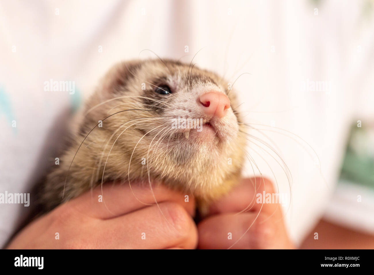 Owner holding ferret Stock Photo - Alamy
