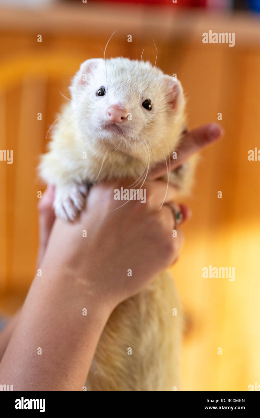 Holding small animal hi-res stock photography and images - Alamy