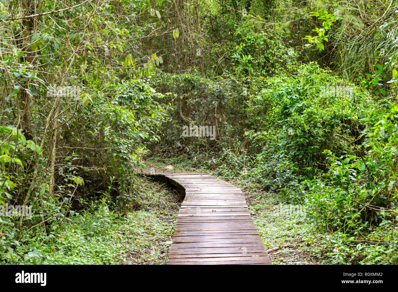 path in the rainforest, landscape Stock Photo - Alamy