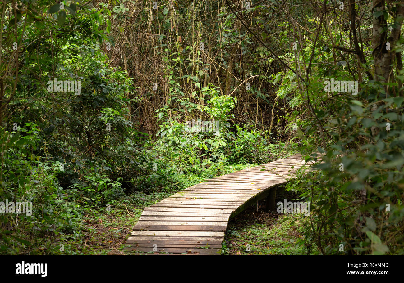 path in the rainforest, landscape Stock Photo - Alamy