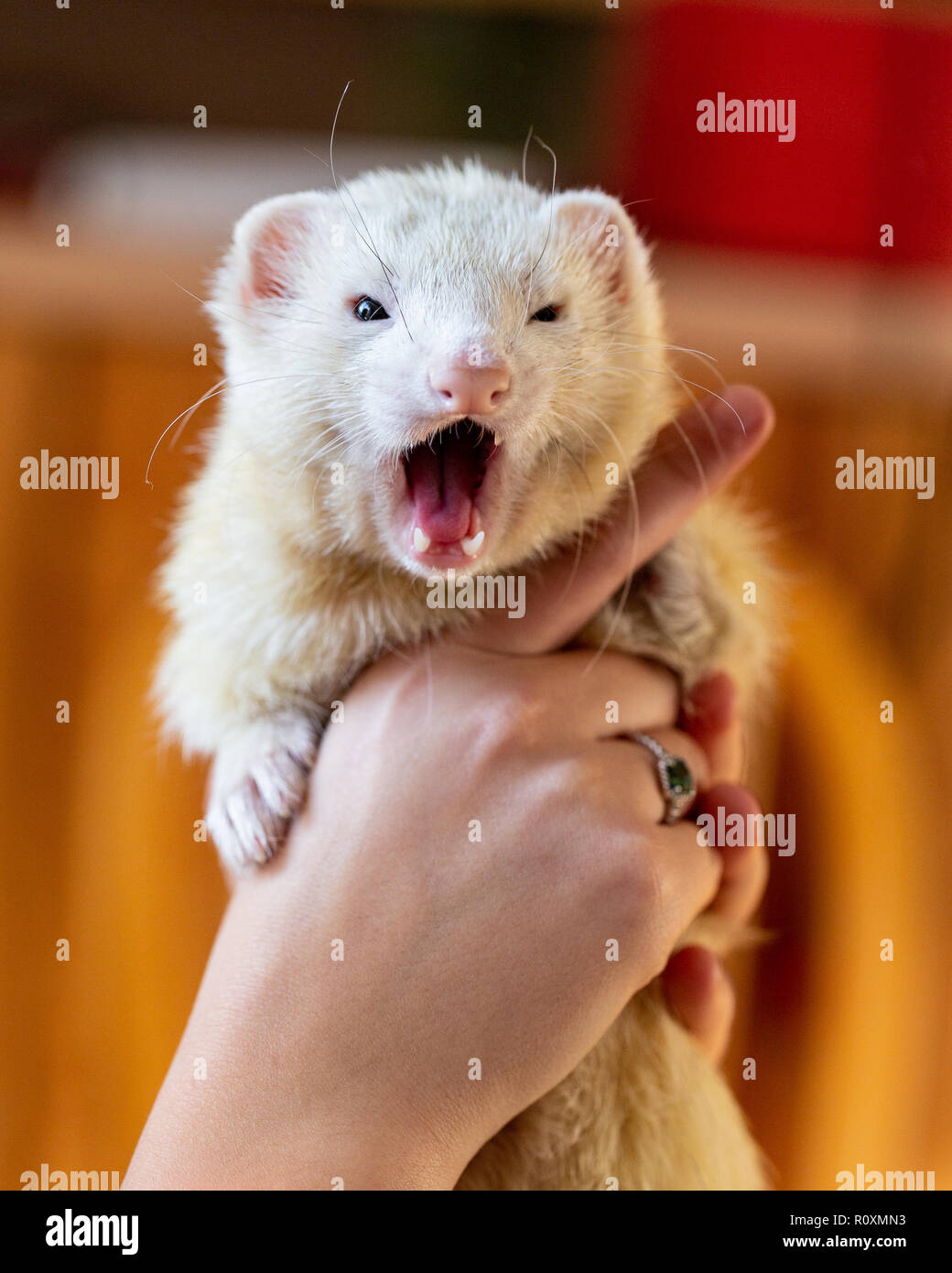 Working Ferret High Resolution Stock Photography and Images - Alamy