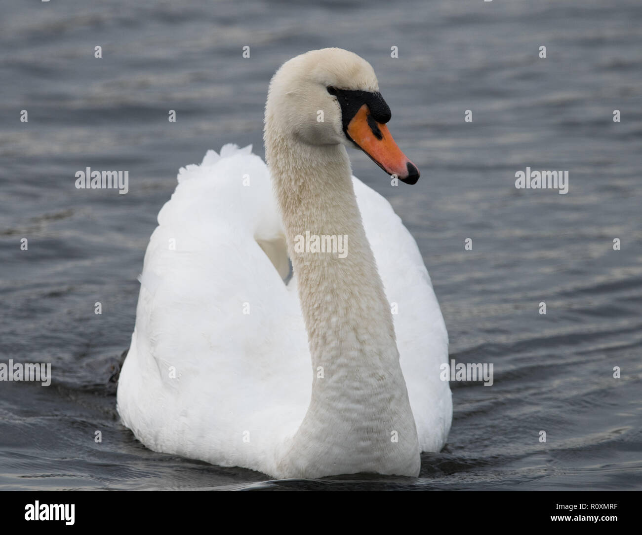 Swan welsh wildlife hi-res stock photography and images - Alamy