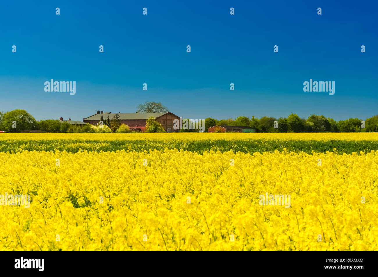 Rapeseed field germany hi-res stock photography and images - Alamy