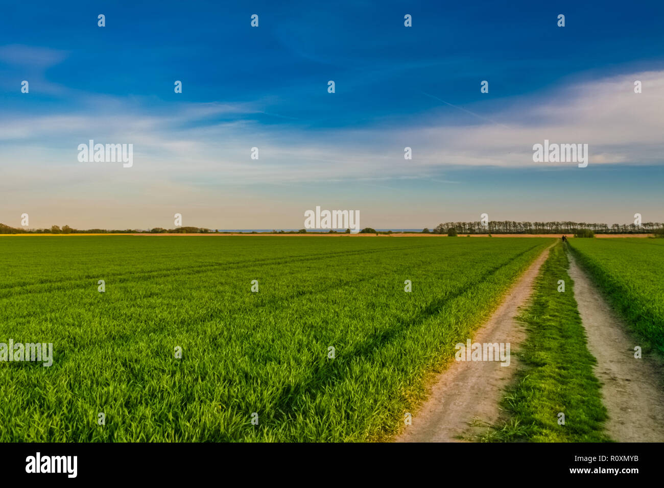 Path between plants hi-res stock photography and images - Alamy