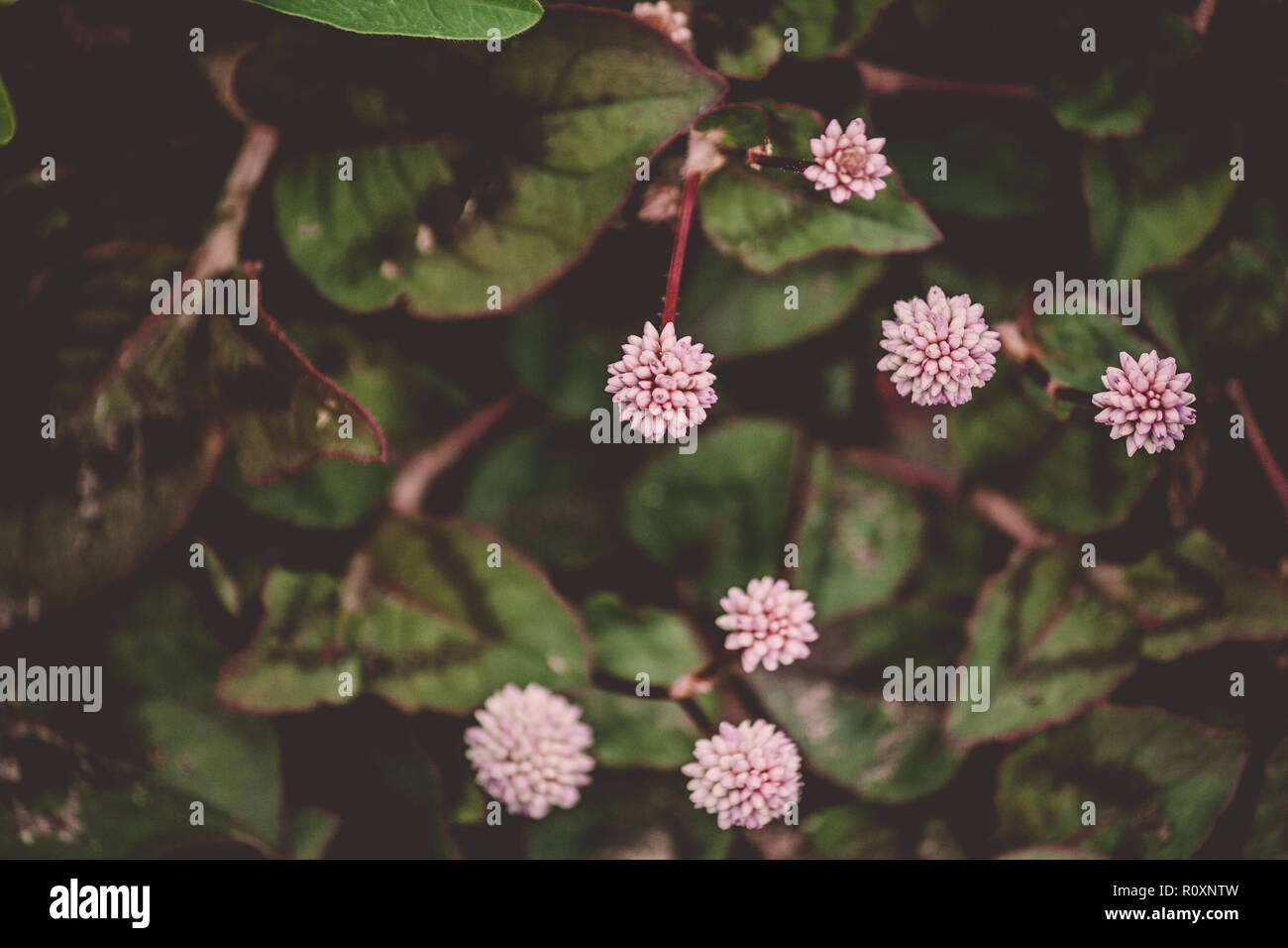Plant With Tiny Pink Flowers Ball