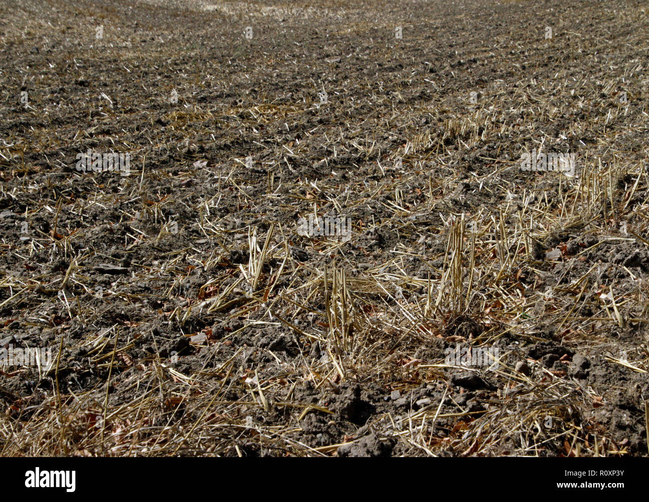 Dried up wheat field after heat wave in Europe Stock Photo - Alamy