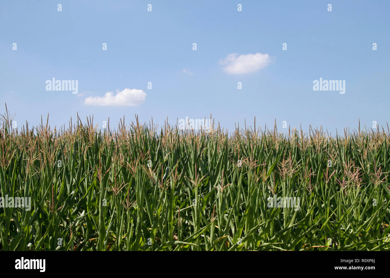 Corn field against a blue sky on a summer day Stock Photo - Alamy