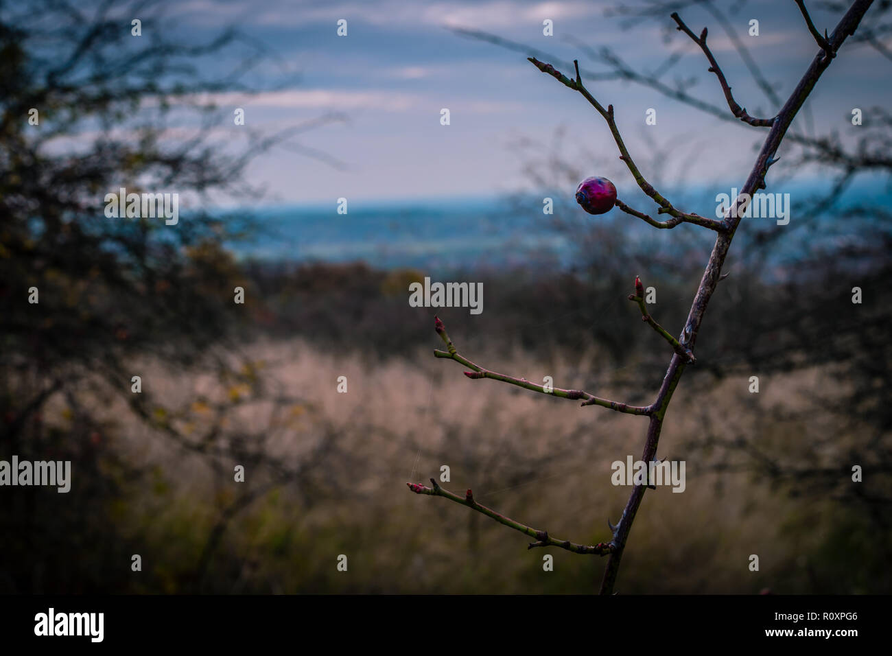 Red barren hi-res stock photography and images - Alamy