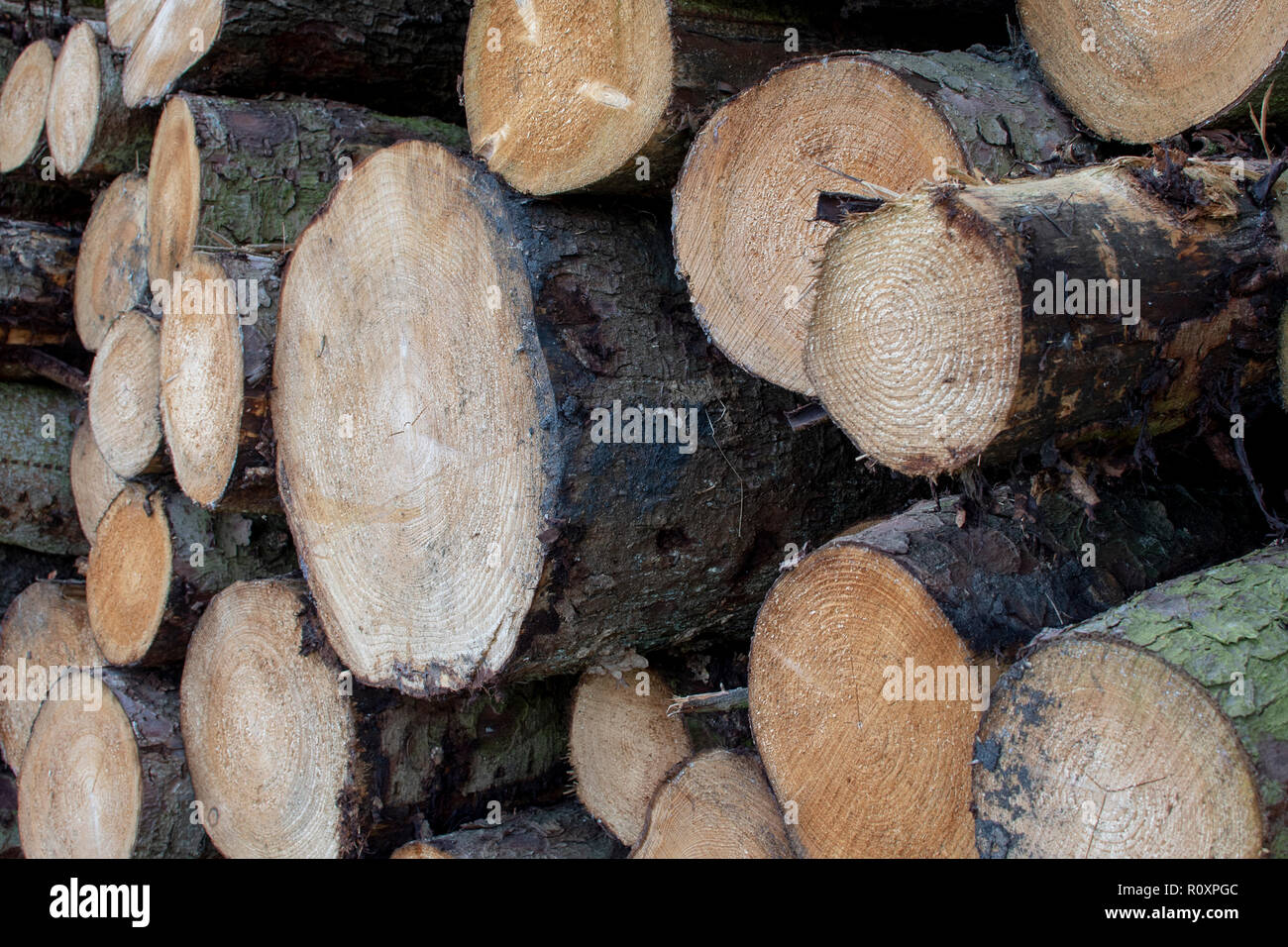 Wood rings hi-res stock photography and images - Alamy