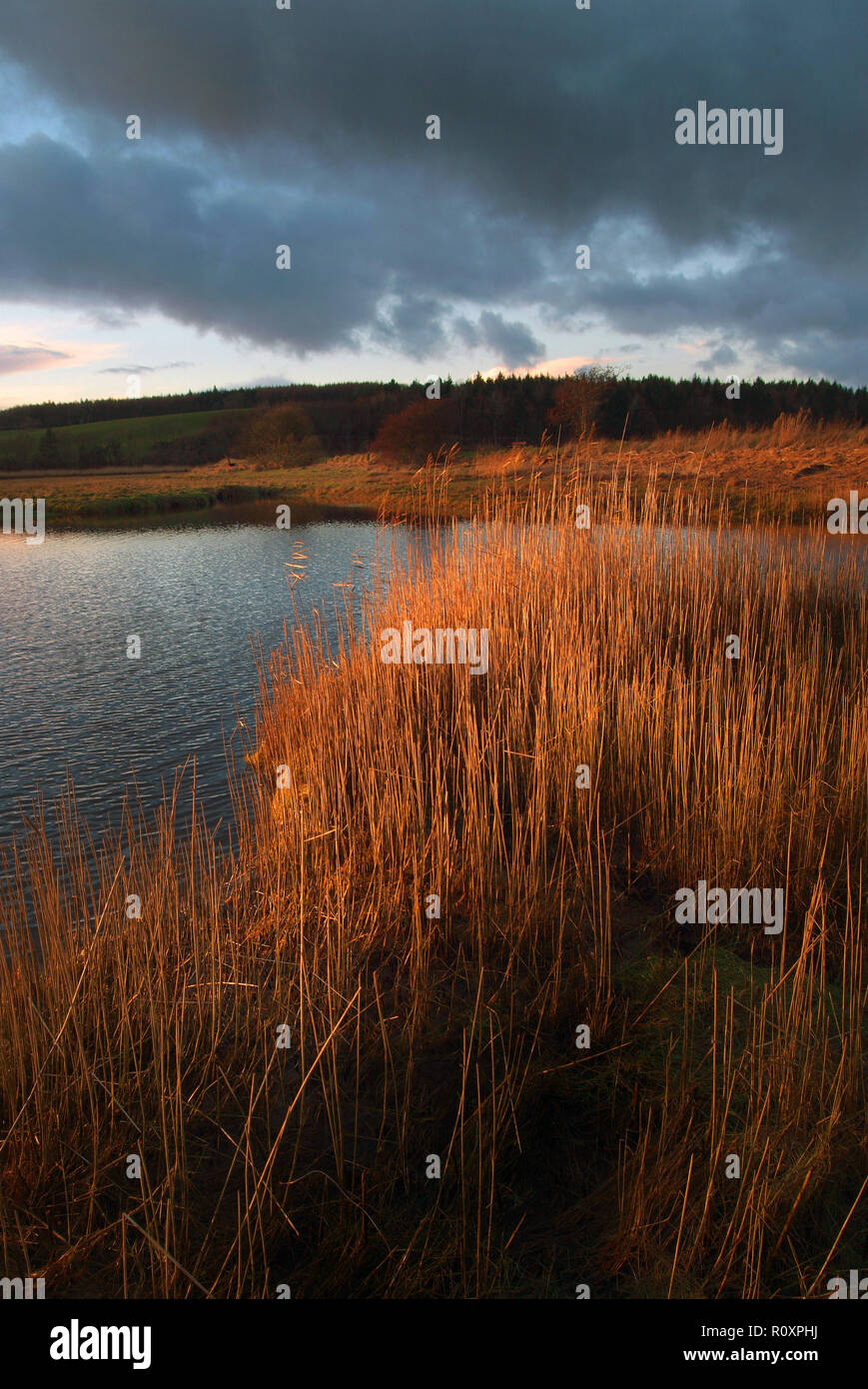 Vegetation on banks river dee hi-res stock photography and images - Alamy