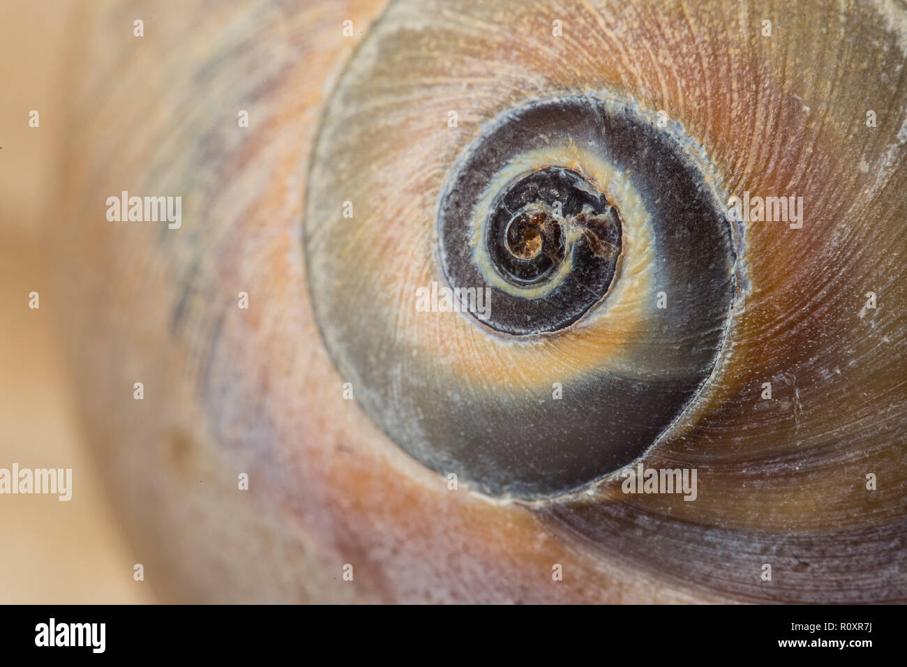 Macro photo of a yellow seashell Stock Photo - Alamy
