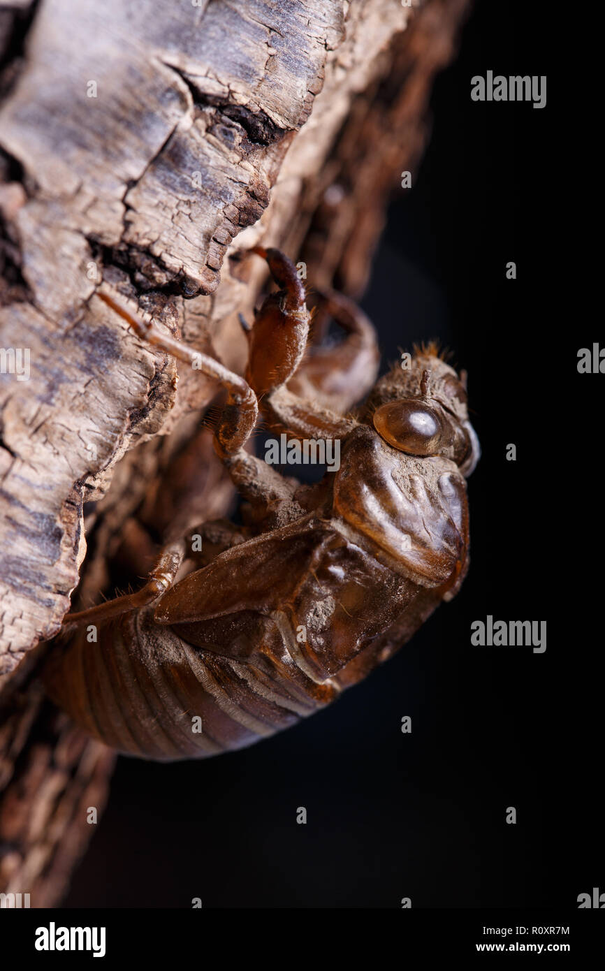 The exuvia, abandoned exoskeleton, of a (cicada) nymph, clinged to the ...