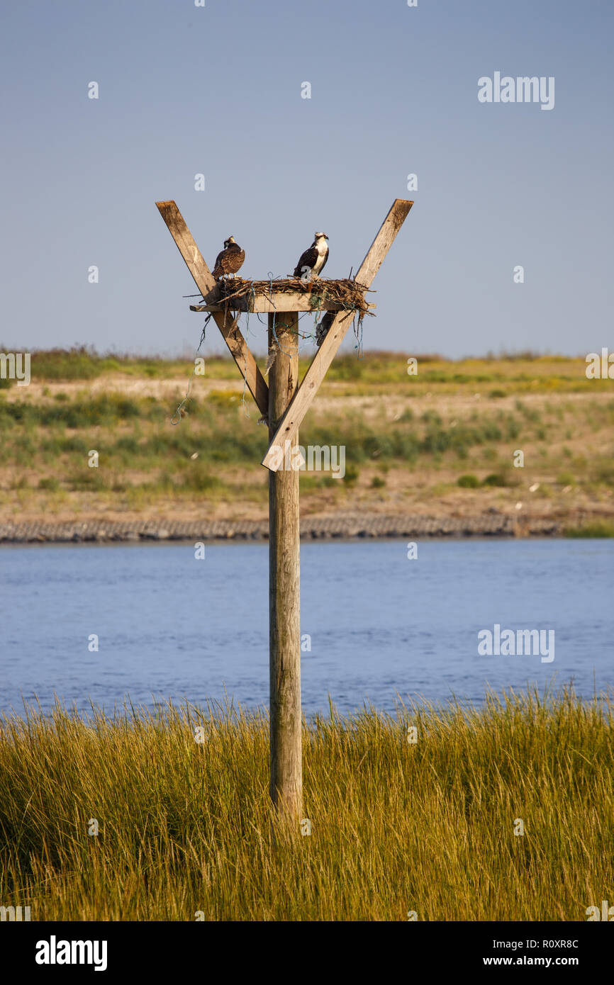 Artificial nesting structure hi-res stock photography and images - Alamy