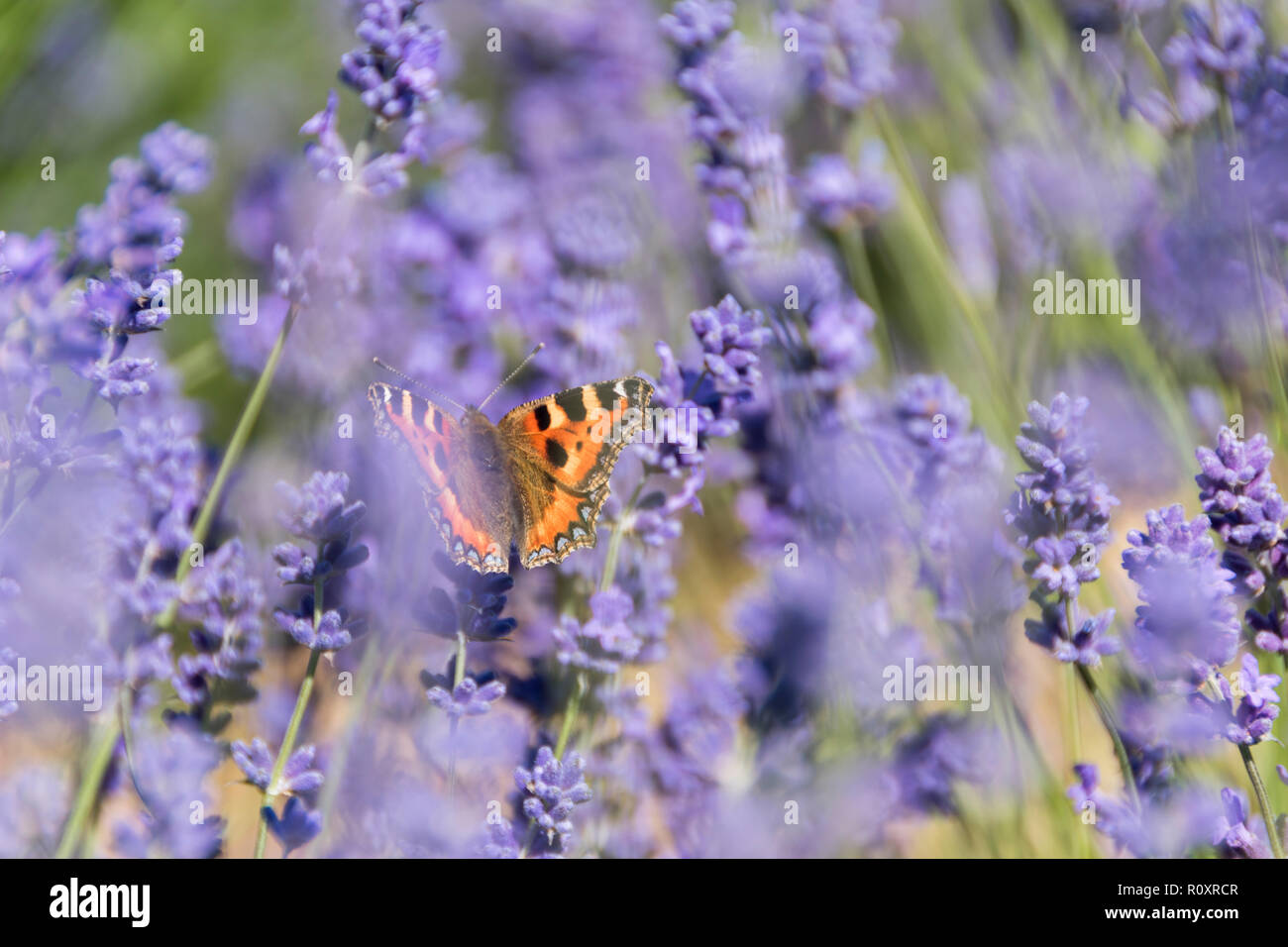 Lavender butterfly in uk garden hi-res stock photography and images - Alamy