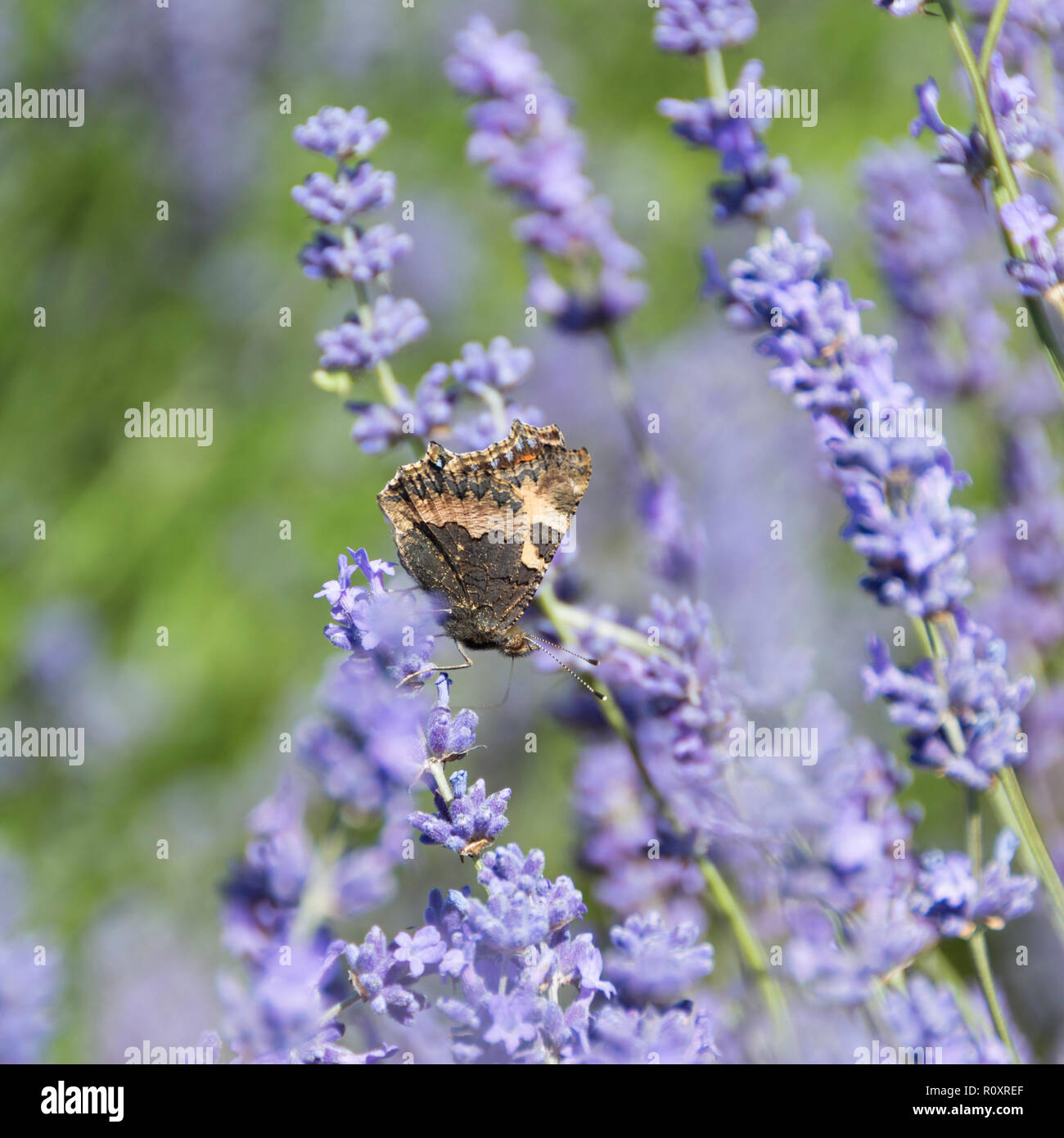Flowering lavender and butterfly hi-res stock photography and images ...