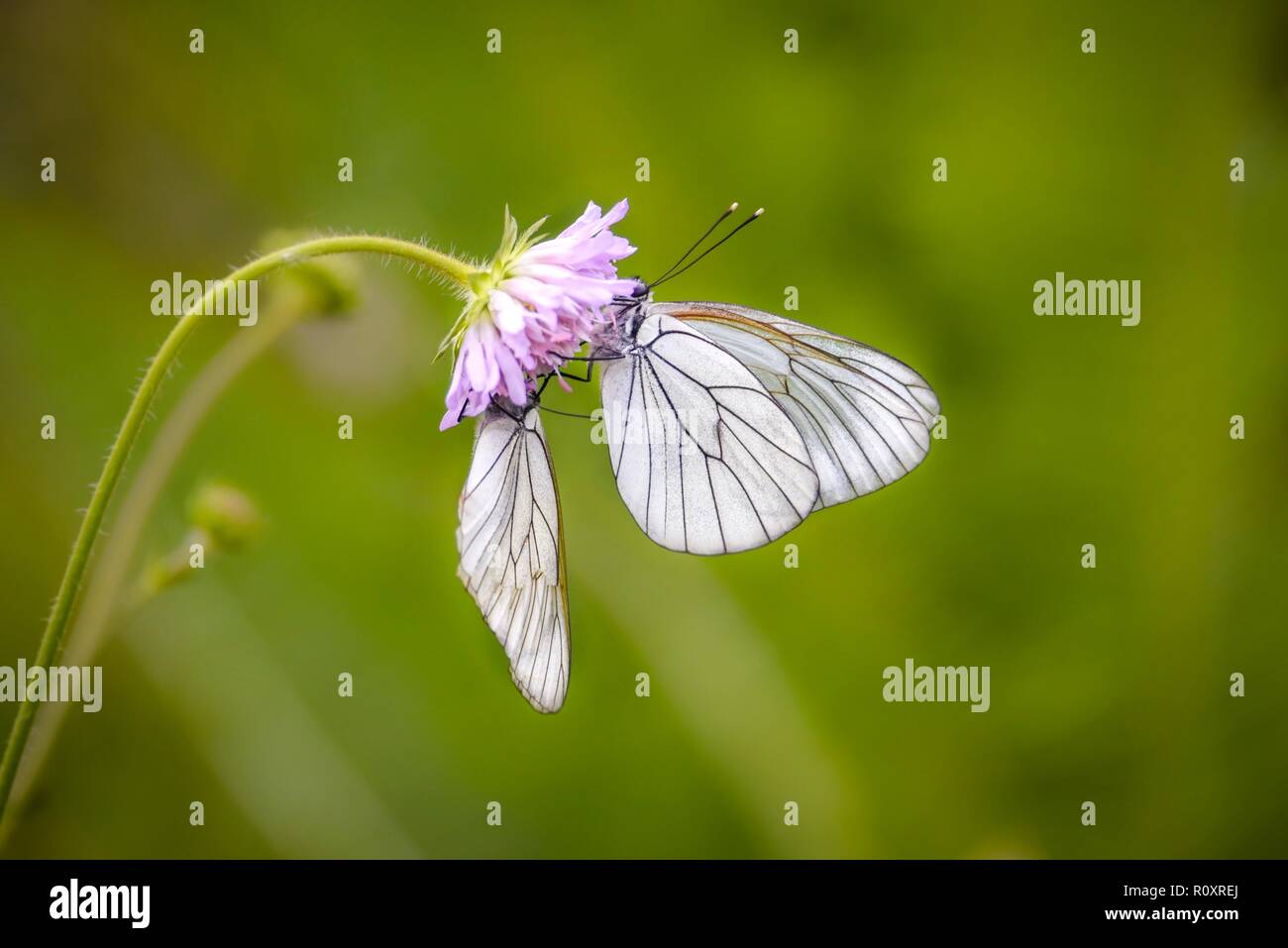 Pollination by animals hi-res stock photography and images - Alamy