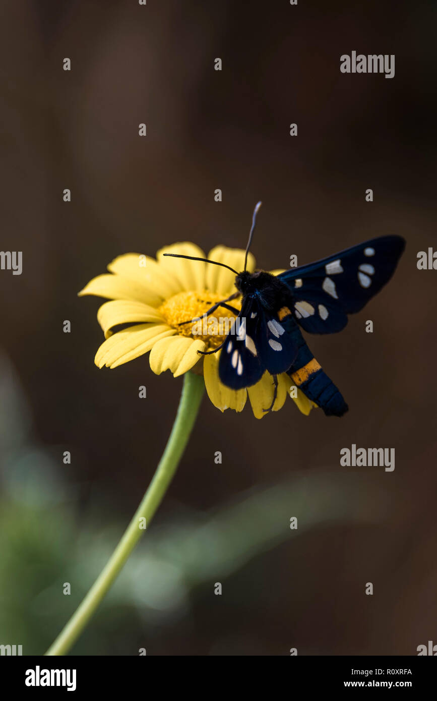 Close up image of a Butterfly pollination on a soft natural background ...