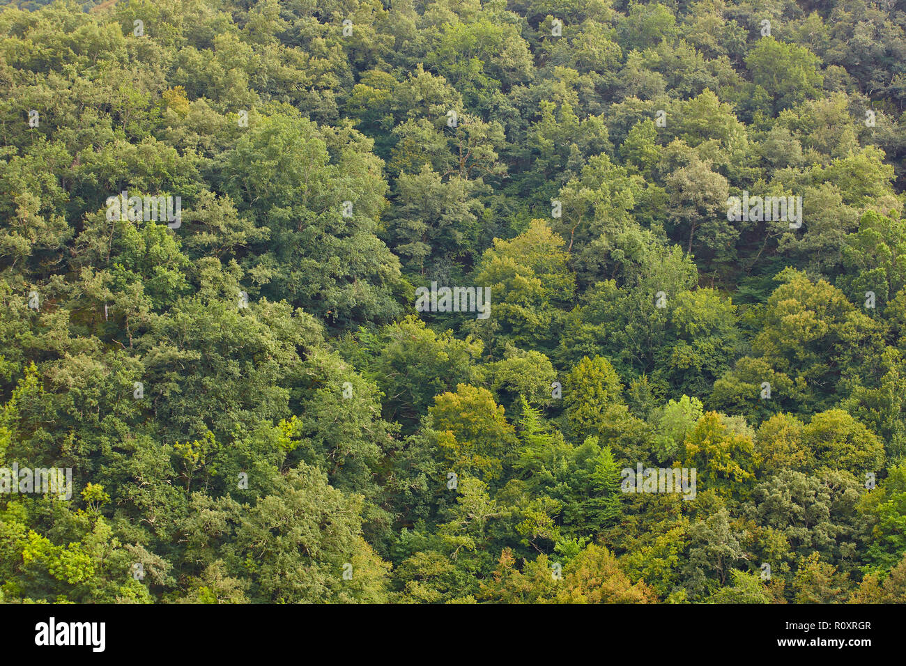 Green oak forest in Muniellos biosphere reserve, Asturias. Spain Stock ...