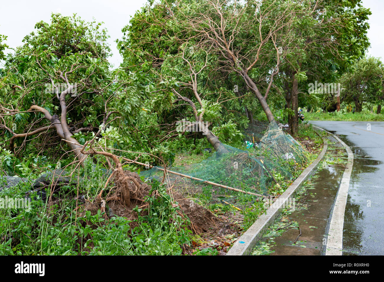 broken trees after a strong storm went through Stock Photo - Alamy