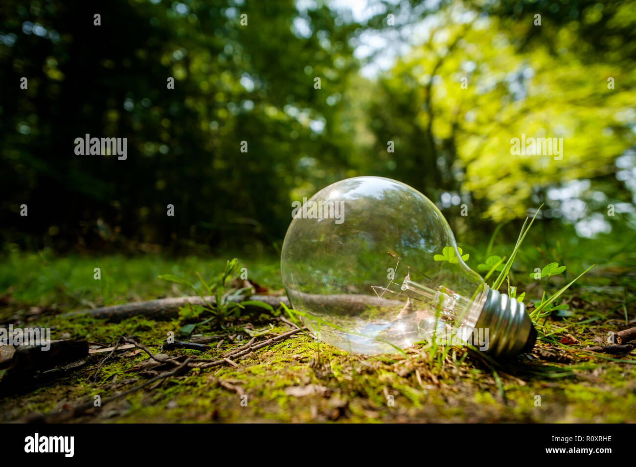 Antique Edison globe style light bulb resting on woodland floor Stock ...