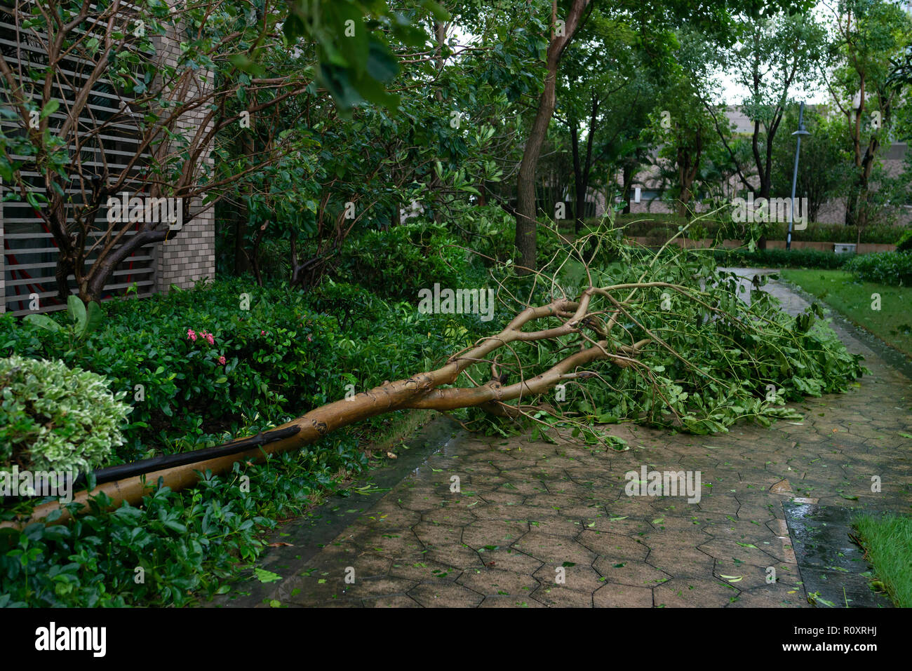 broken trees after a strong storm went through Stock Photo - Alamy
