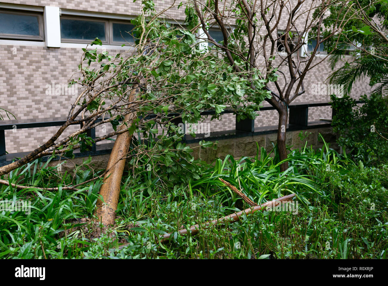 broken trees after a strong storm went through Stock Photo - Alamy
