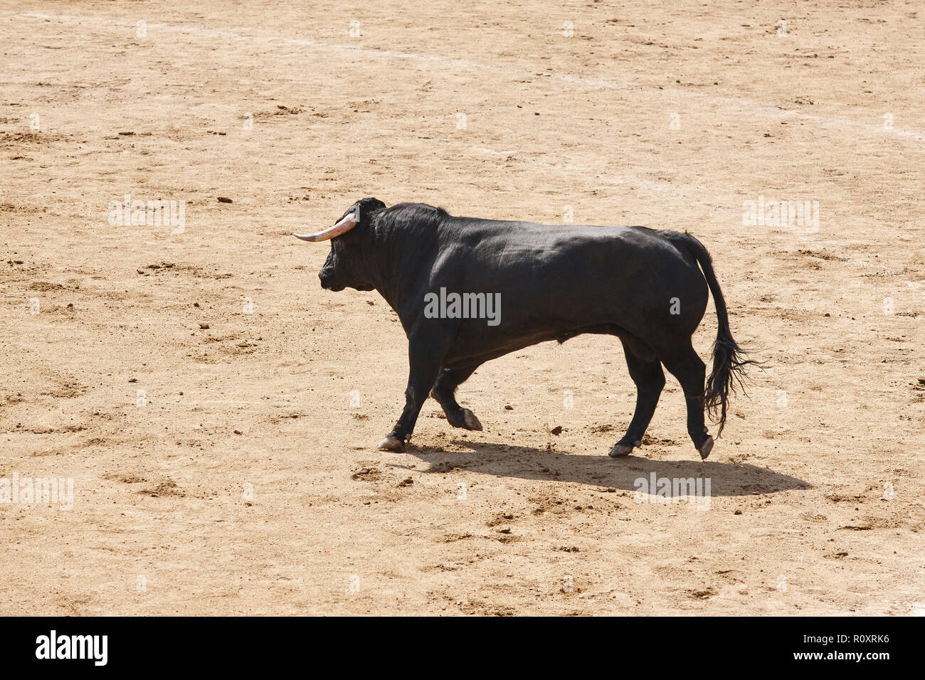 Fighting bull in the arena. Bullring. Toro bravo. Spain. Horizontal ...