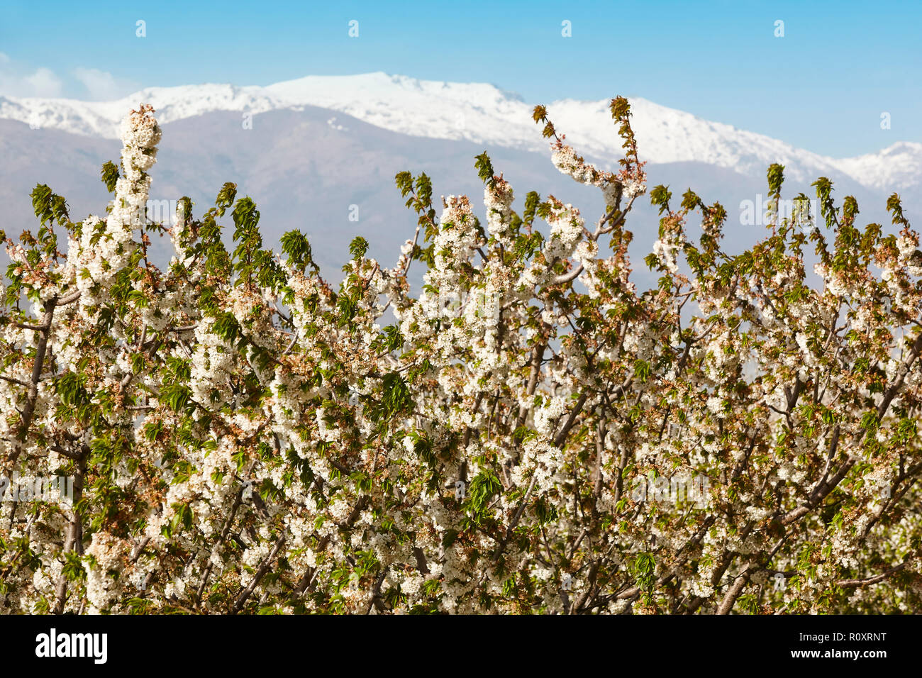 Cherry blossom in Jerte Valley, Caceres. Spring in Spain. Seasonal ...