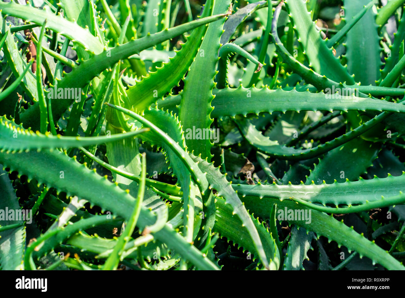 Alovera hi-res stock photography and images - Alamy