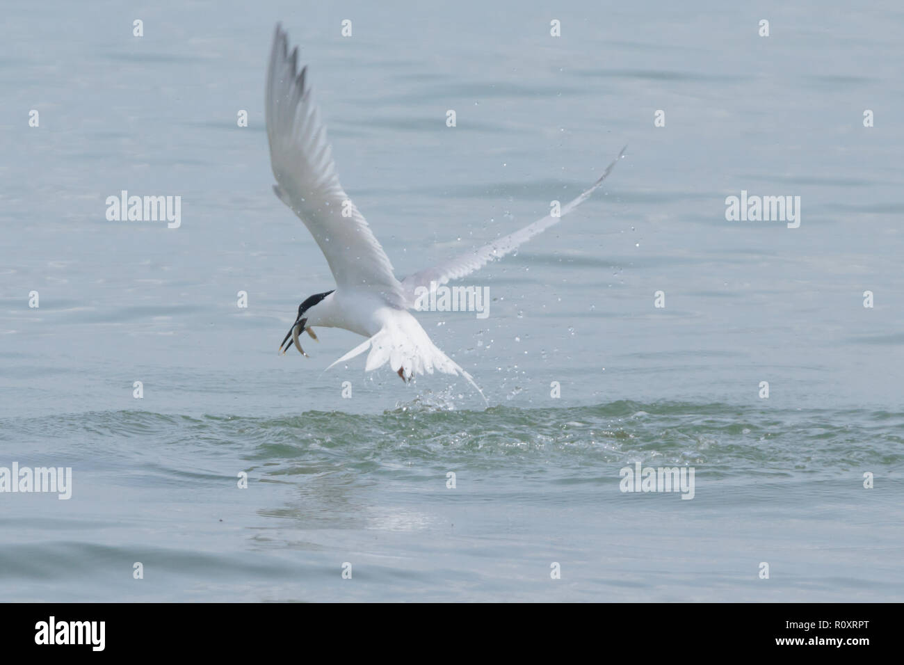 Sandwich tern (Sterna sandvicensis) catching sand eel. Dorset, UK Stock ...