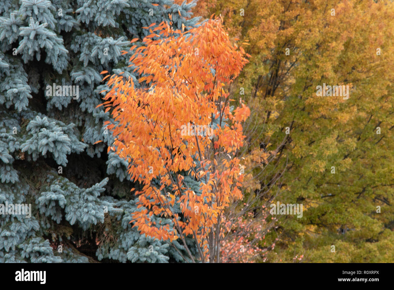 The Colors of Autumn Leaves Stock Photo - Alamy