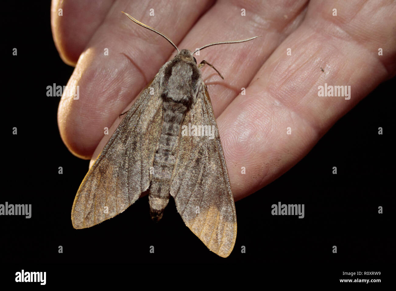 Pine hawk-moth (Sphinx pinastri) attracted to moth trap. Surrey, UK ...