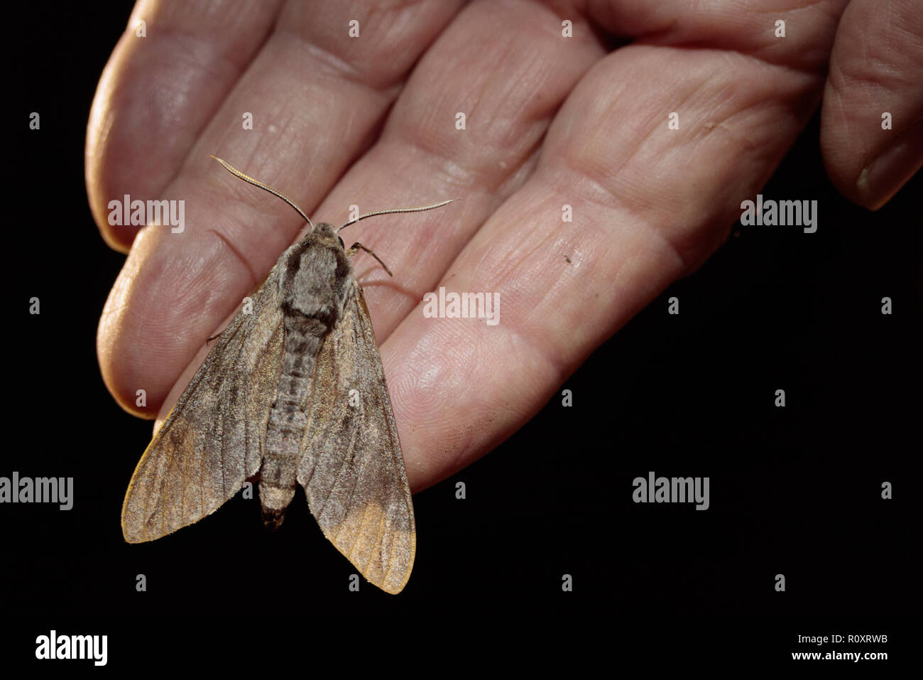 Pine hawk-moth (Sphinx pinastri) attracted to moth trap. Surrey, UK ...