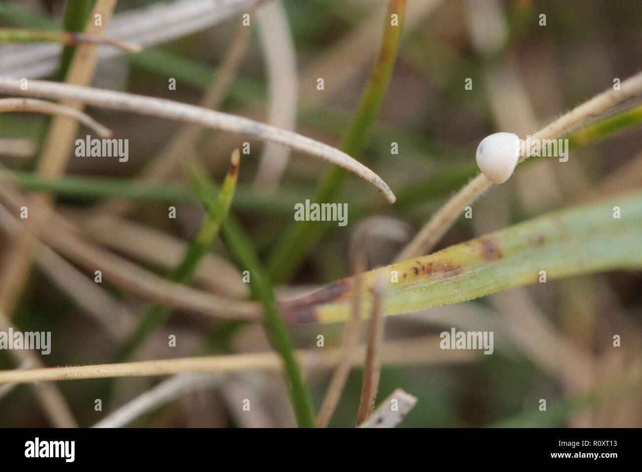 Silver-spotted skipper (Hesperia comma) egg. Surrey, UK Stock Photo - Alamy