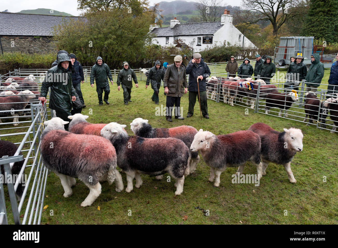 Judging Herdwick sheep, Walna Scar Shepherds Meet, Broughton Mills ...