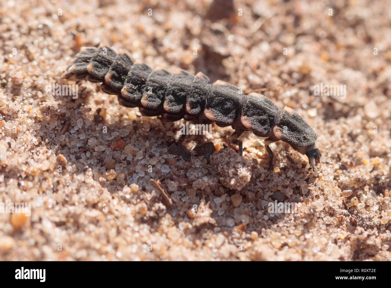 Worm larva hi-res stock photography and images - Alamy