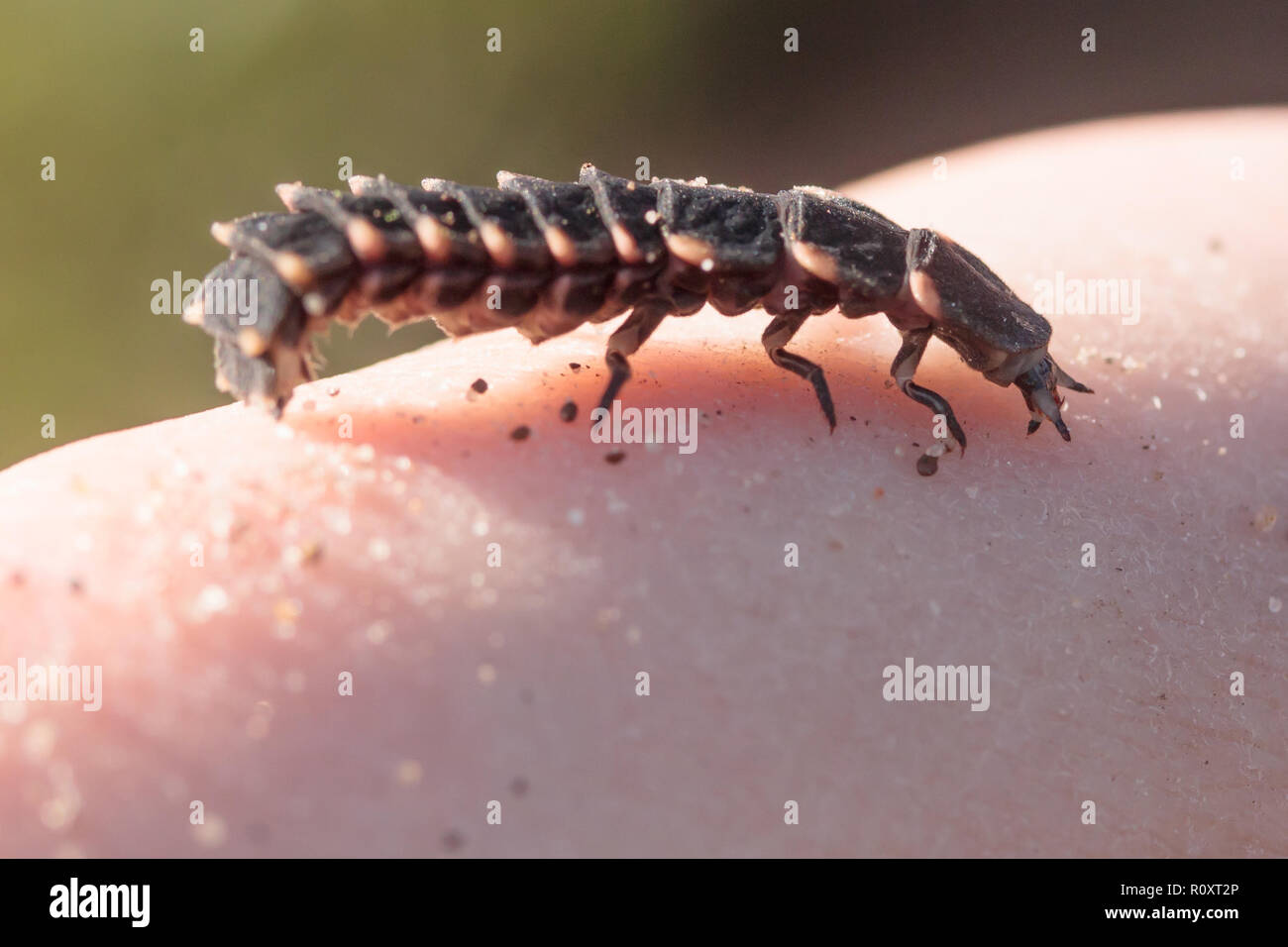 Glow worm larva (Lampyris noctiluca). Surrey, UK Stock Photo - Alamy