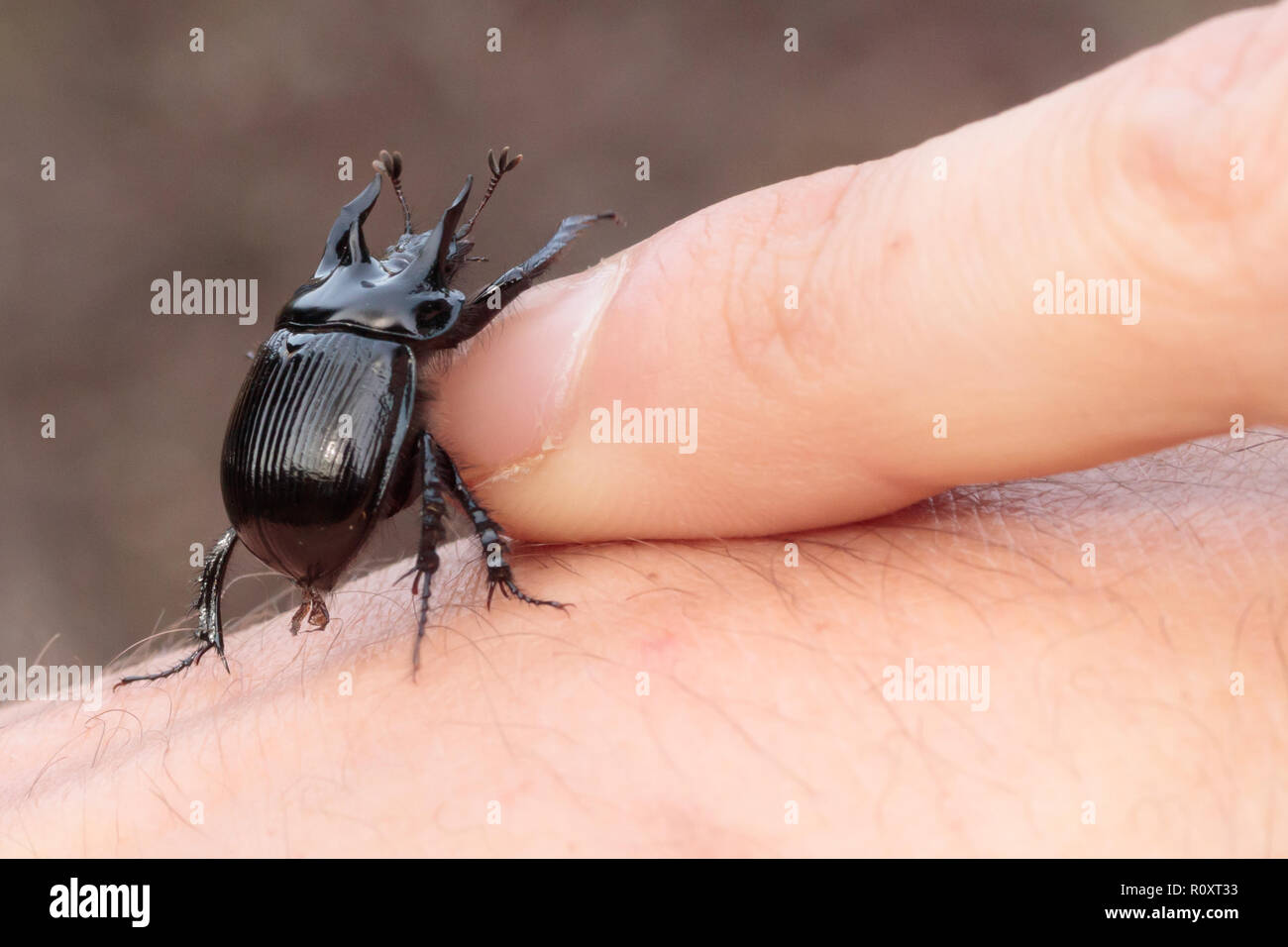Minotaur beetle (Typhaeus typhoeus) in the hand. Surrey, UK Stock Photo ...