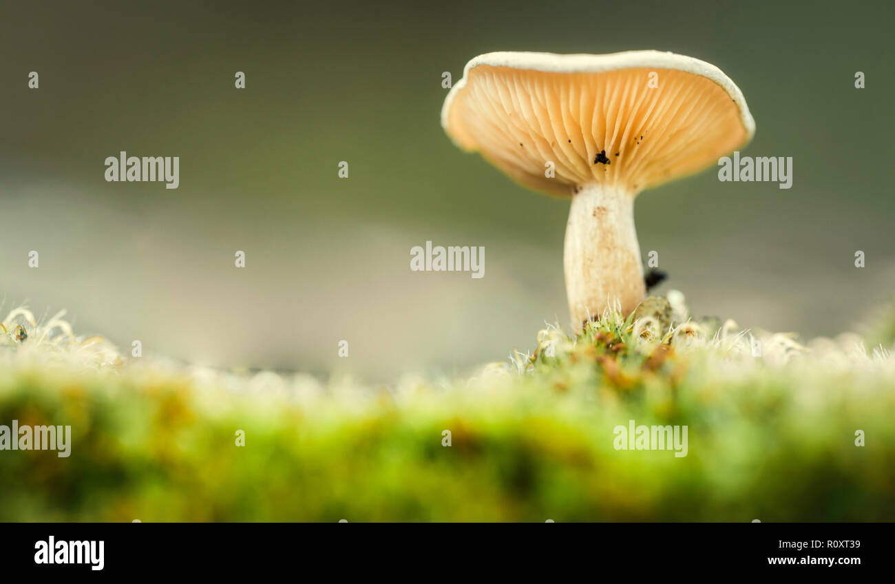 Edible mushroom lamellas seen from below with fog in the background ...