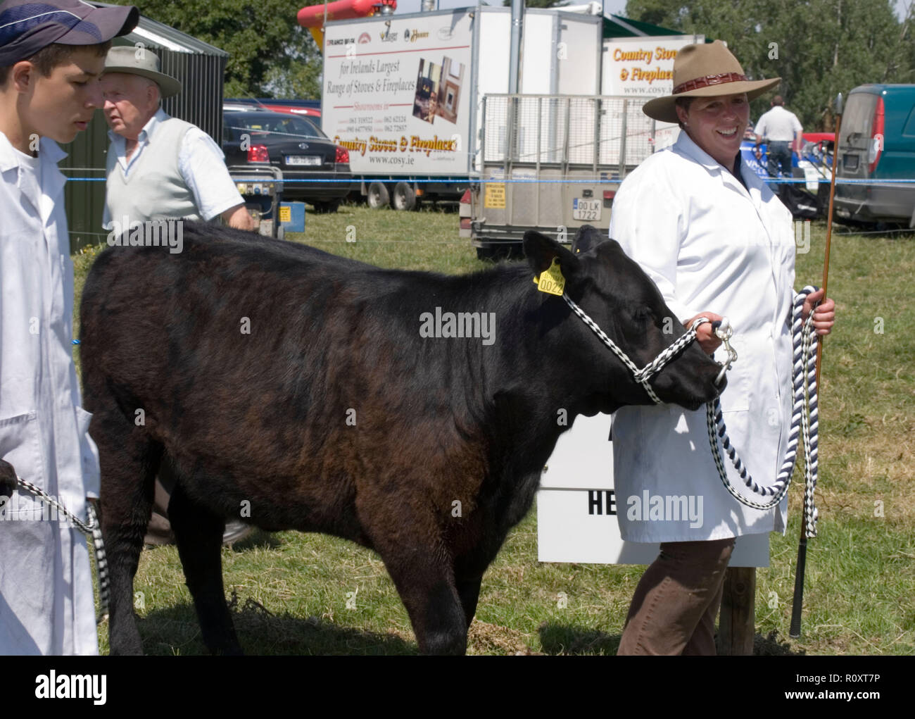 Young cows ireland hi-res stock photography and images - Alamy