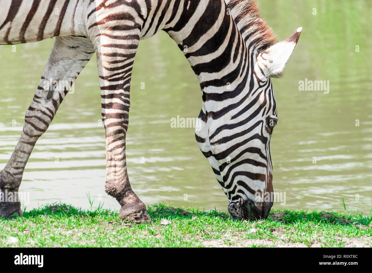 Zebra head down hi-res stock photography and images - Alamy