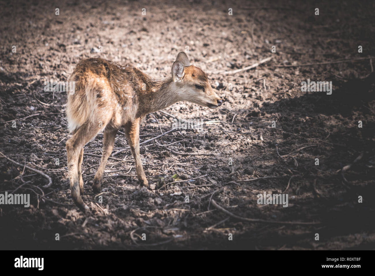 Sick Deer High Resolution Stock Photography and Images - Alamy