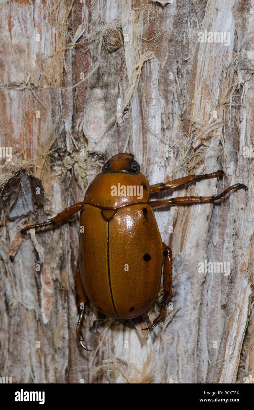 Grapevine Beetle, Pelidnota punctata Stock Photo - Alamy