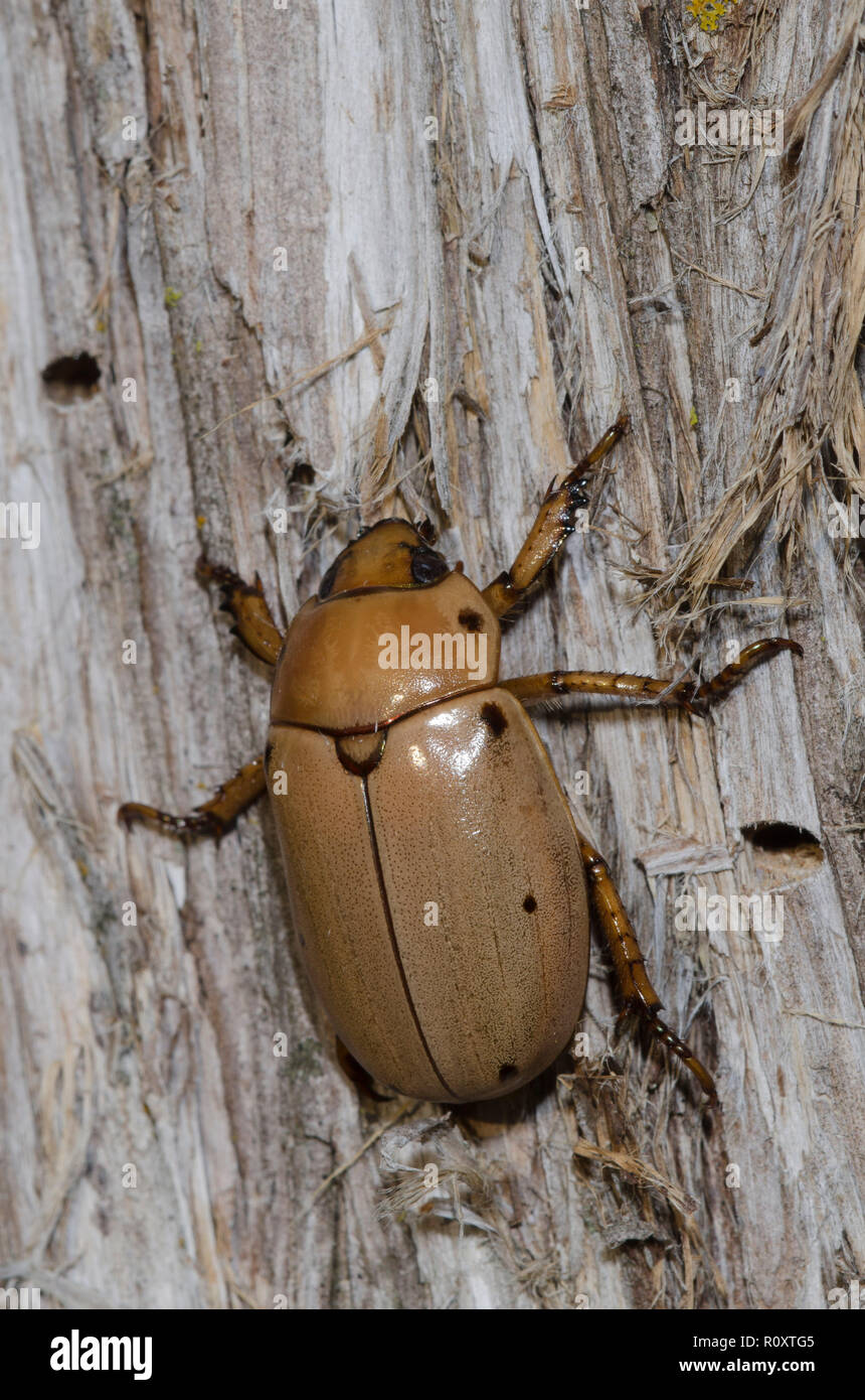 Grapevine Beetle, Pelidnota punctata Stock Photo - Alamy