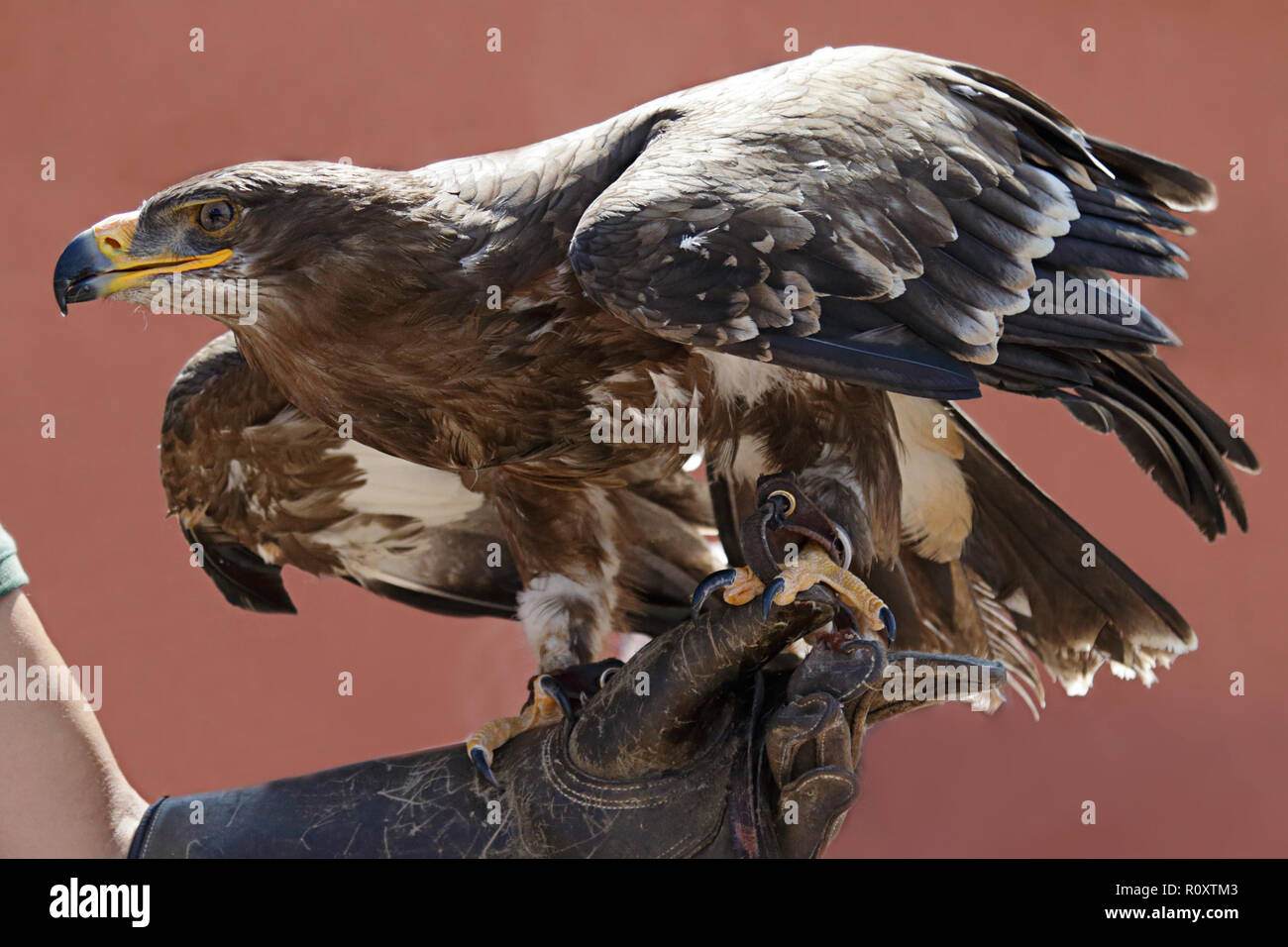 Golden eagle (Aquila chrysaetos) in the hands of a falconer Stock Photo ...
